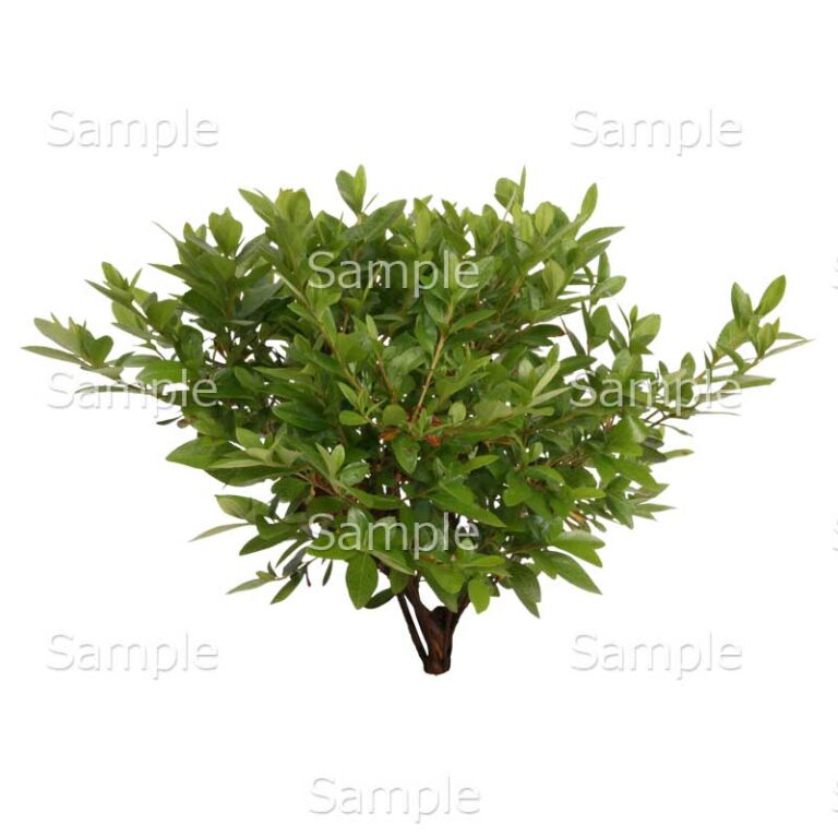 花素材 – sozaiya.com