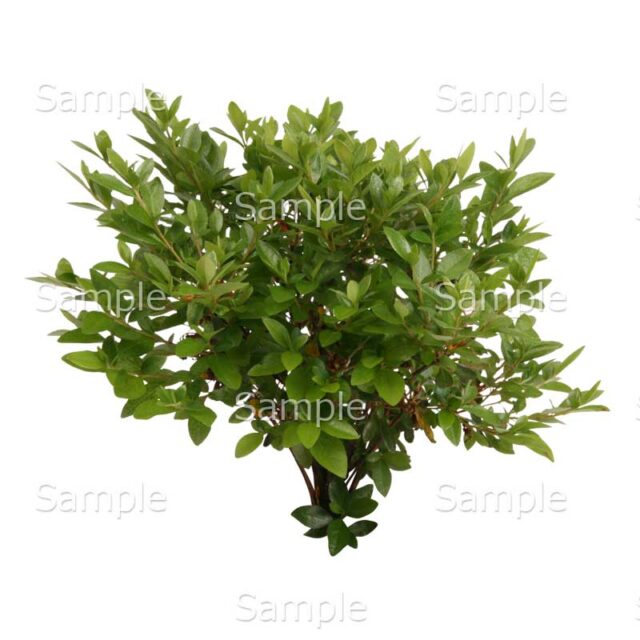 花素材 – sozaiya.com