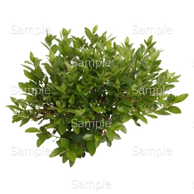 F1020 – sozaiya.com