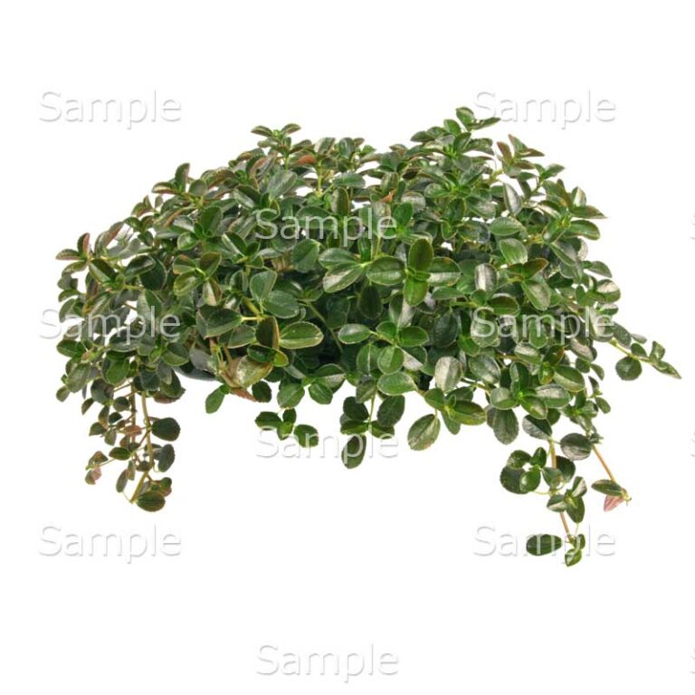 bonhachi_03 – sozaiya.com