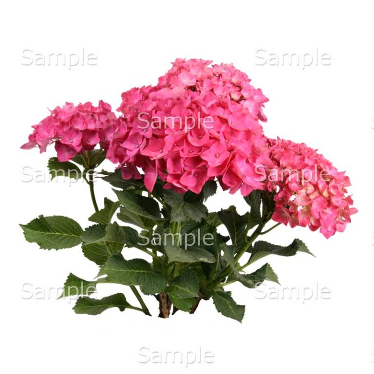 花素材 – sozaiya.com