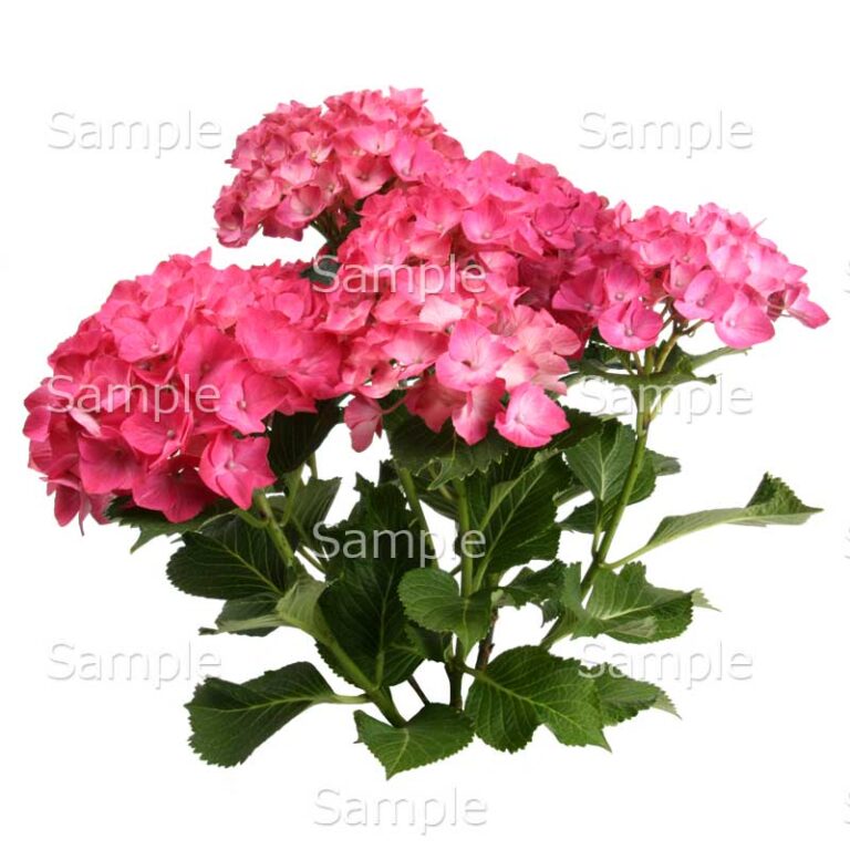 花素材 – ページ 2 – sozaiya.com