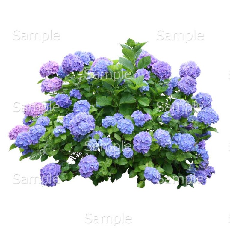 花素材 – sozaiya.com