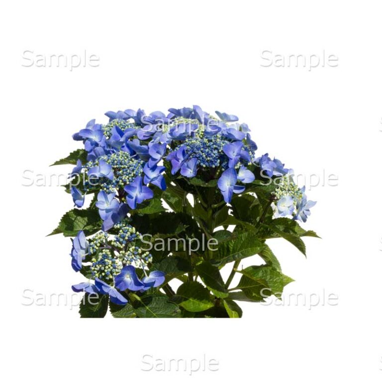 花素材 – sozaiya.com