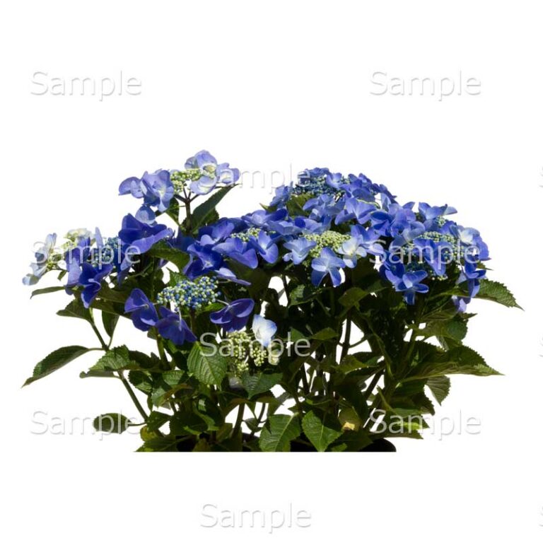 花素材 – ページ 2 – sozaiya.com