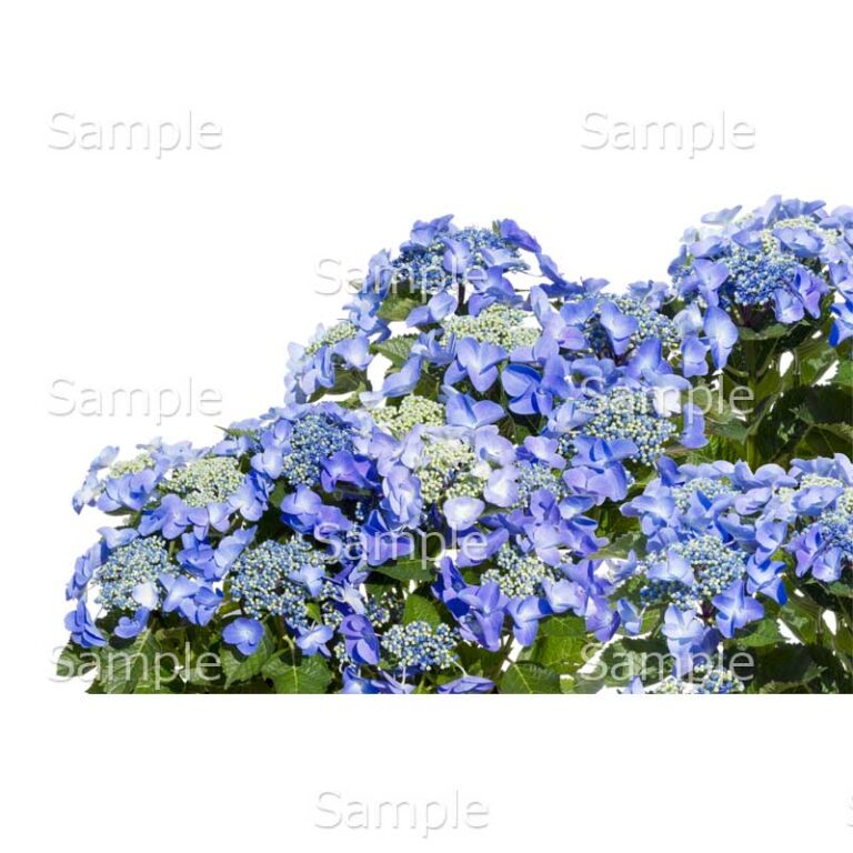 F1001 – sozaiya.com