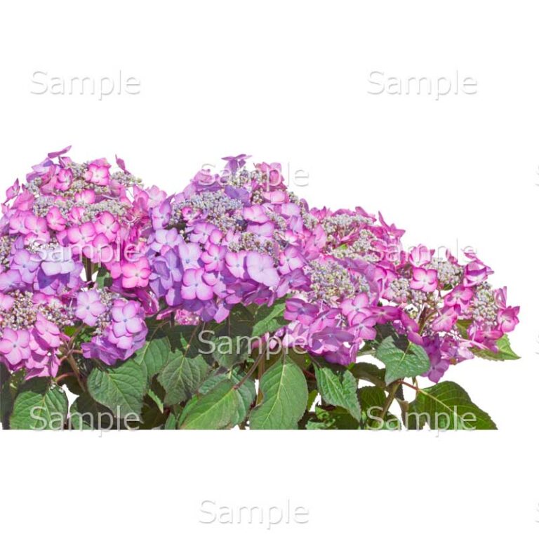 花素材 – sozaiya.com