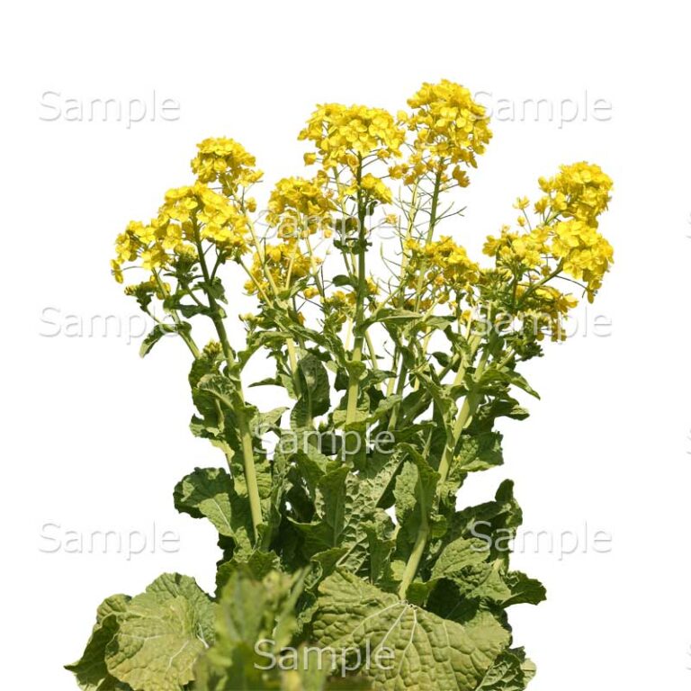 花素材 – ページ 2 – sozaiya.com