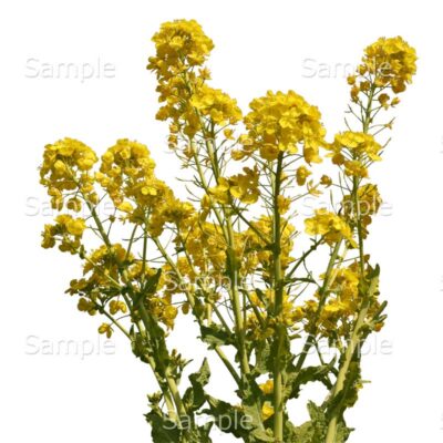 F1007 – sozaiya.com