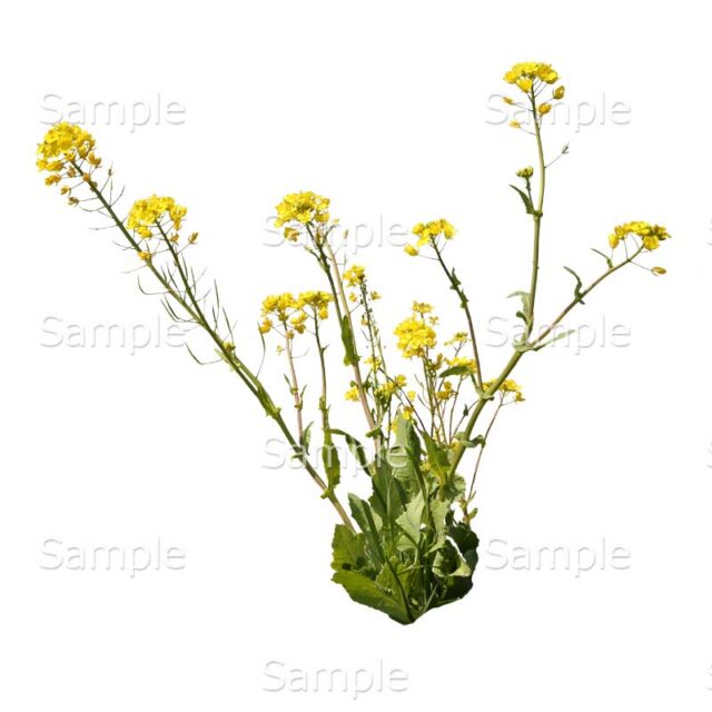 花素材 – sozaiya.com