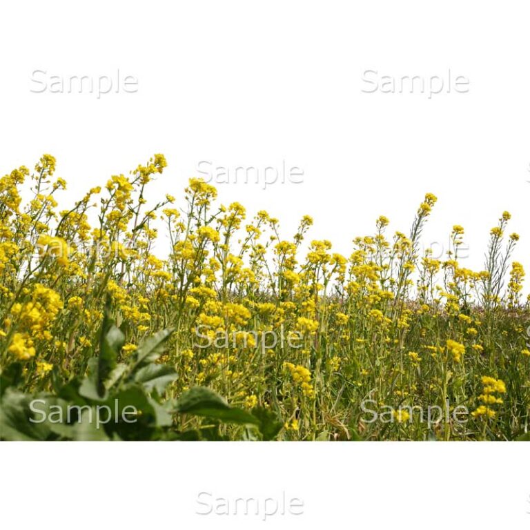 花素材 – ページ 2 – sozaiya.com