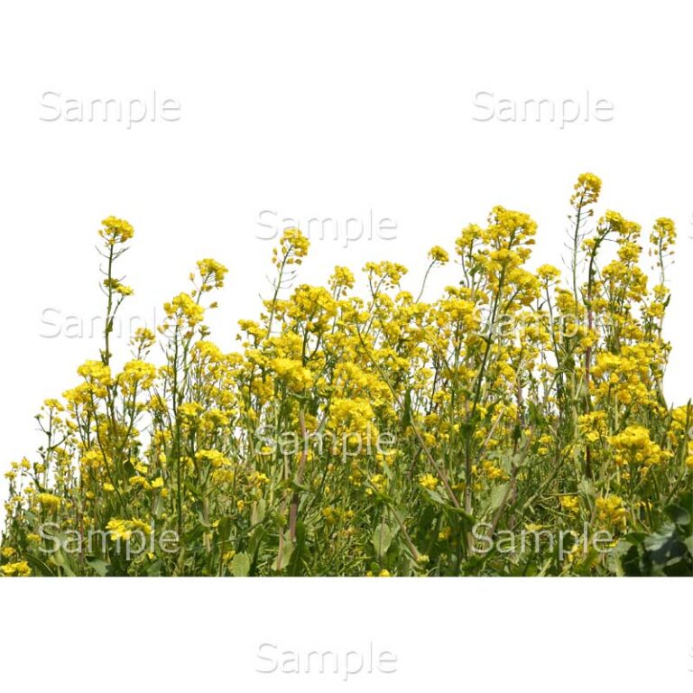 F1007 – sozaiya.com