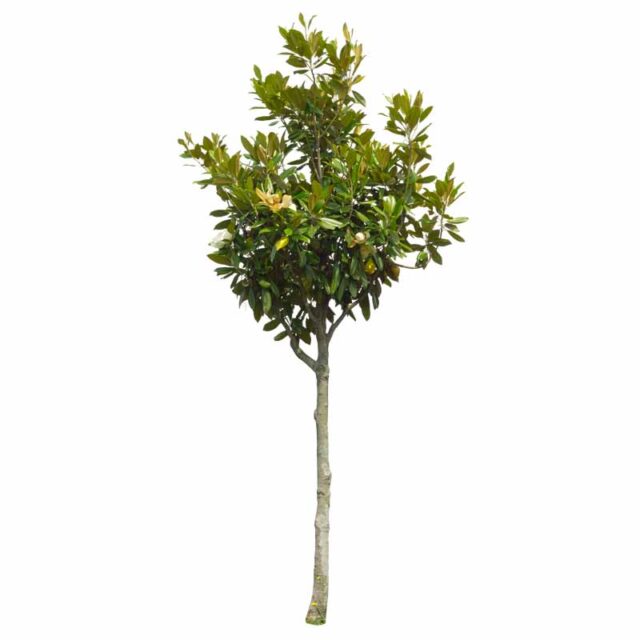 2t07 – sozaiya.com