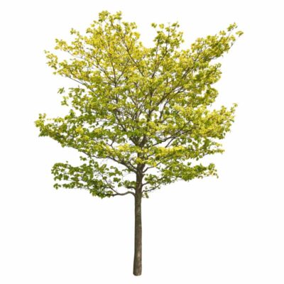 無料データ – sozaiya.com