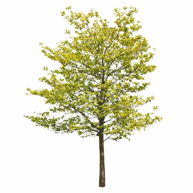 T1_057 – sozaiya.com