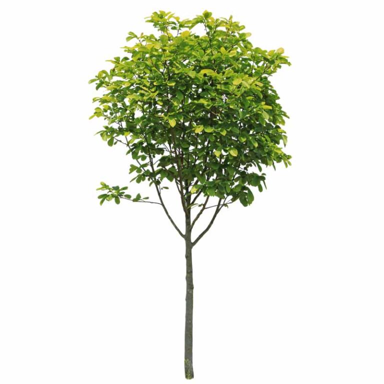 無料データ – sozaiya.com