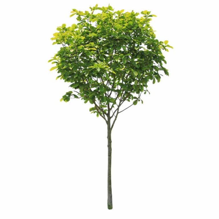 無料データ – sozaiya.com