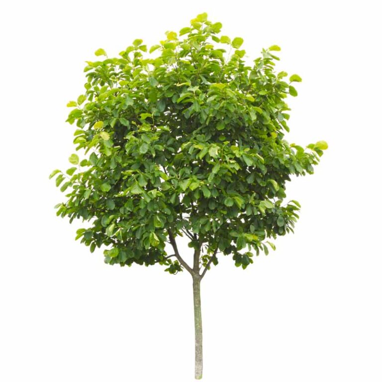 無料データ – sozaiya.com