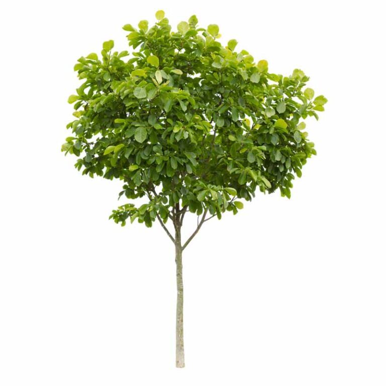 T1_057 – sozaiya.com