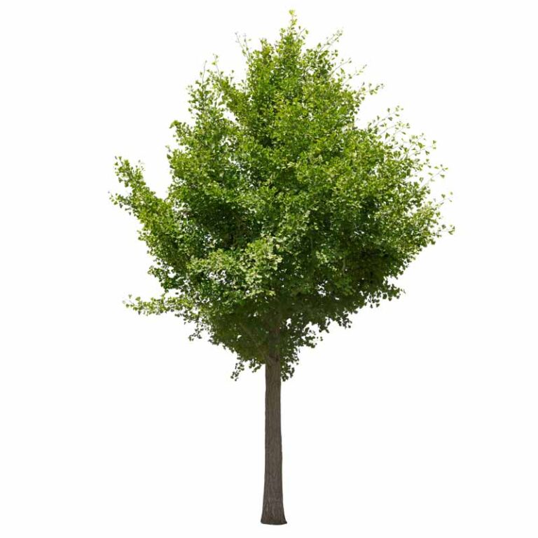 T1_057 – sozaiya.com