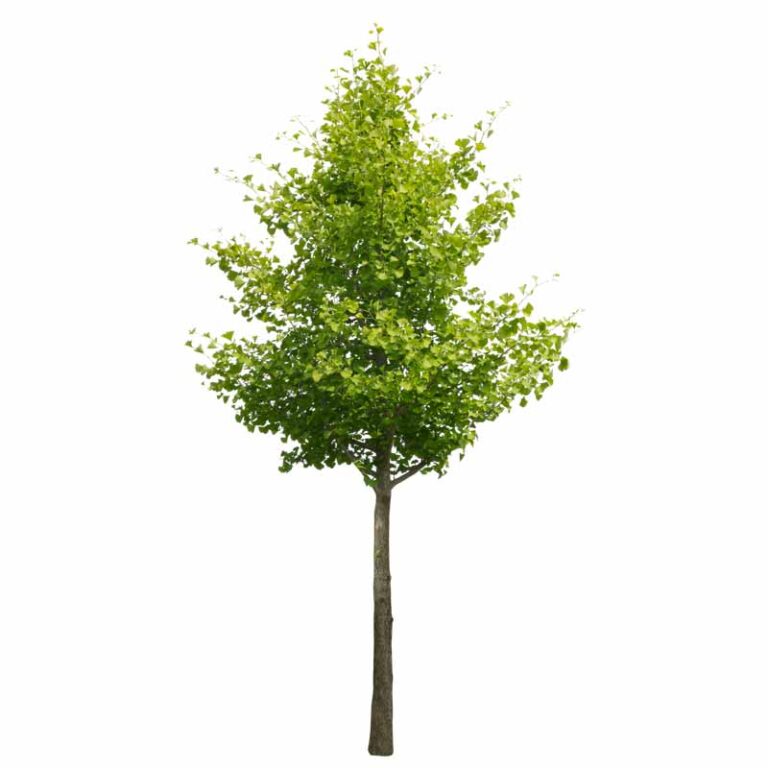 樹木素材 – sozaiya.com