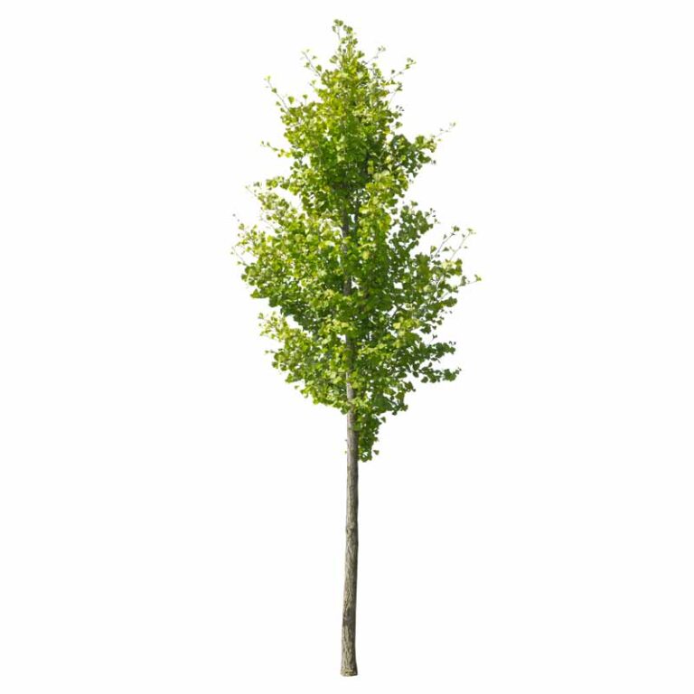 T1_057 – sozaiya.com