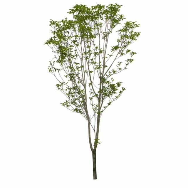 2t22 – sozaiya.com