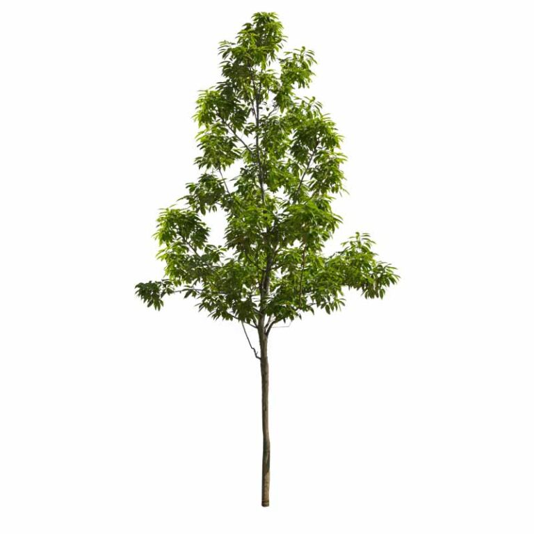 T1_057 – sozaiya.com