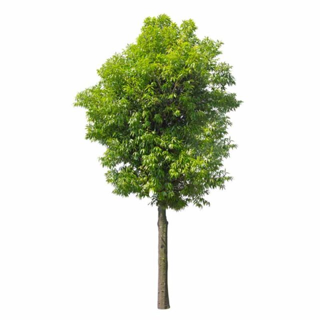 無料データ – sozaiya.com