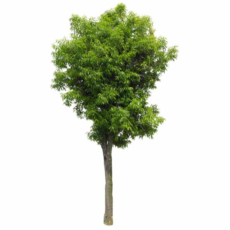 無料データ – sozaiya.com