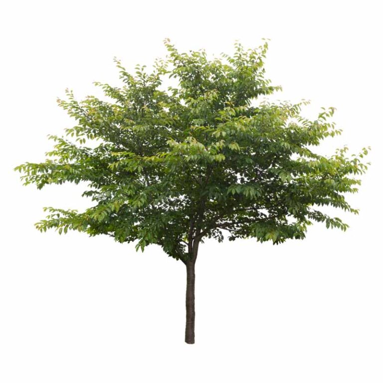 樹木素材 – ページ 5 – sozaiya.com