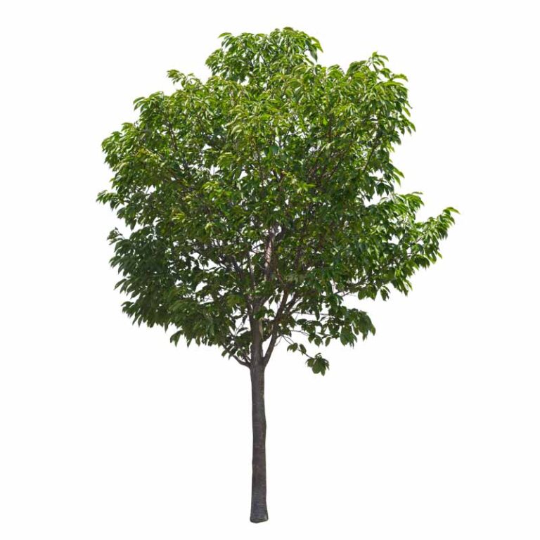 樹木素材 – ページ 6 – sozaiya.com