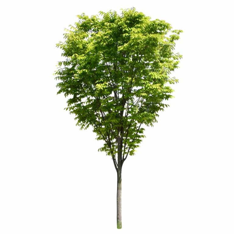 樹木素材 – ページ 5 – sozaiya.com