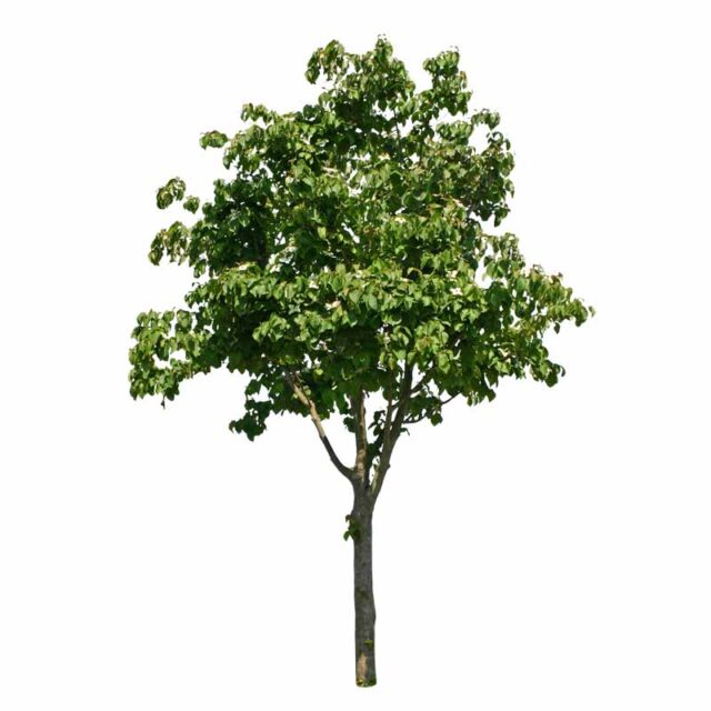 2t48 – sozaiya.com