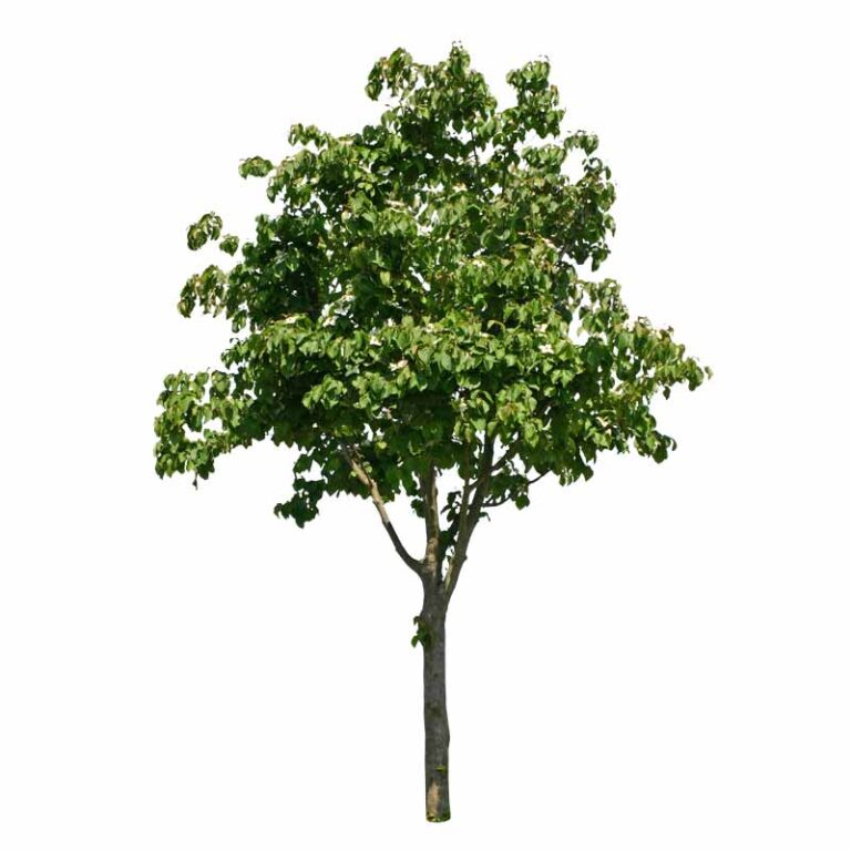 T1_057 – sozaiya.com