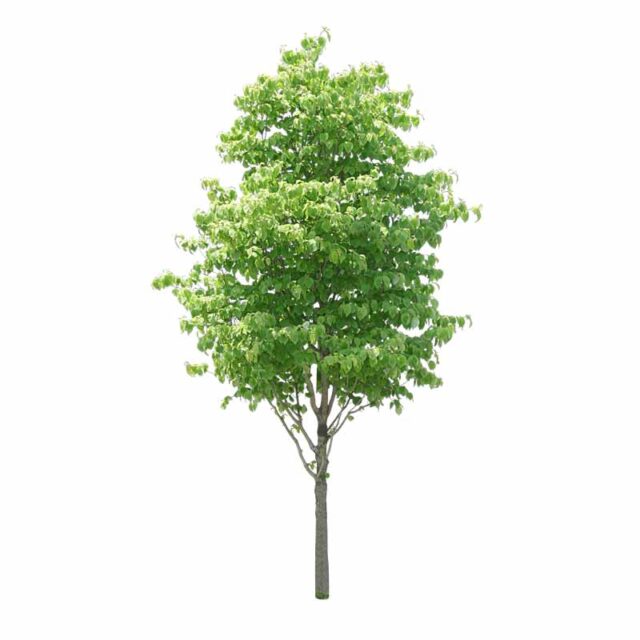 2t35 – sozaiya.com