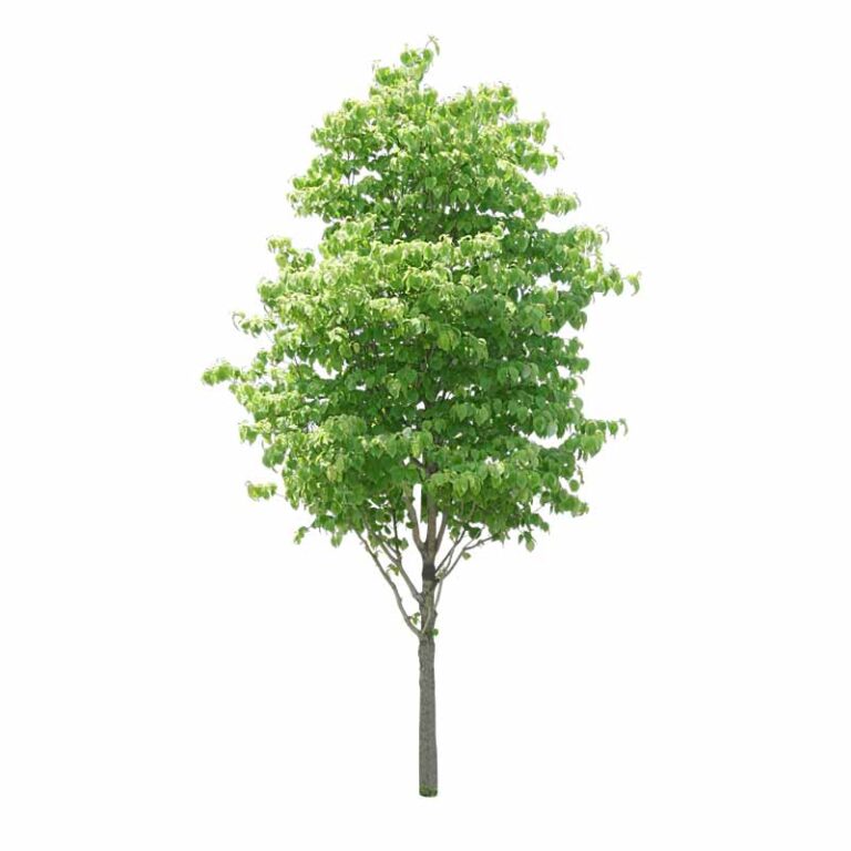 樹木素材 – ページ 2 – sozaiya.com