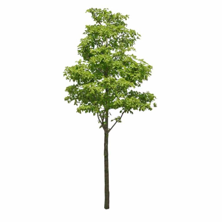 2t36 – sozaiya.com