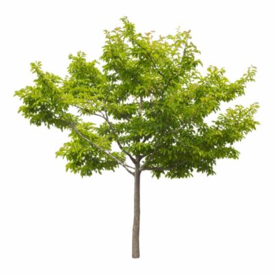 2t17 – sozaiya.com