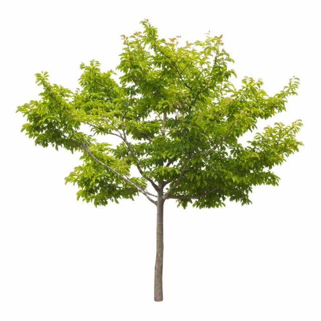 2t38 – sozaiya.com