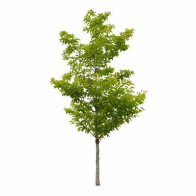 T1_117 – sozaiya.com