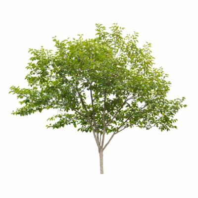 T1_138 – sozaiya.com