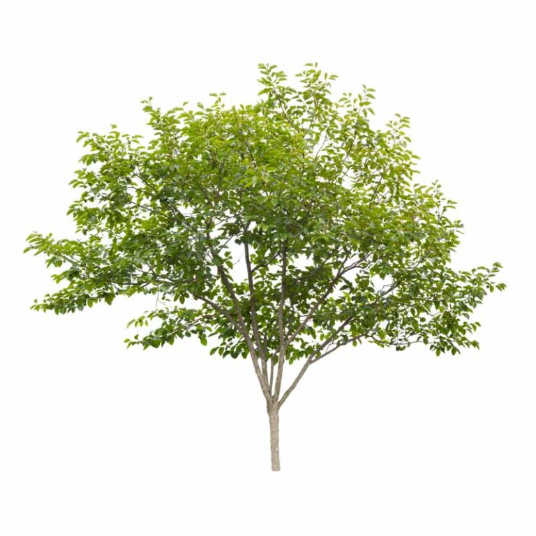 樹木素材 – ページ 4 – sozaiya.com