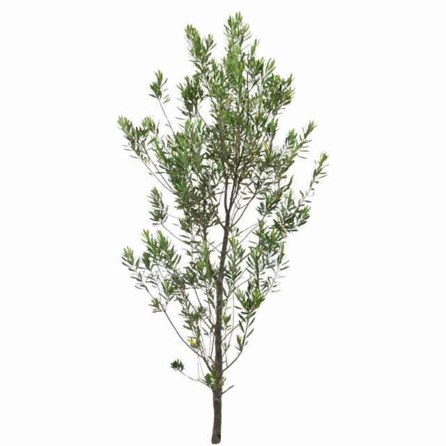 2t48 – sozaiya.com