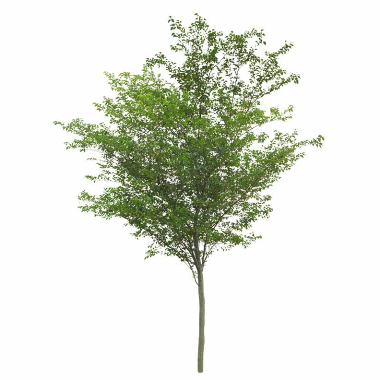 2t50 – sozaiya.com