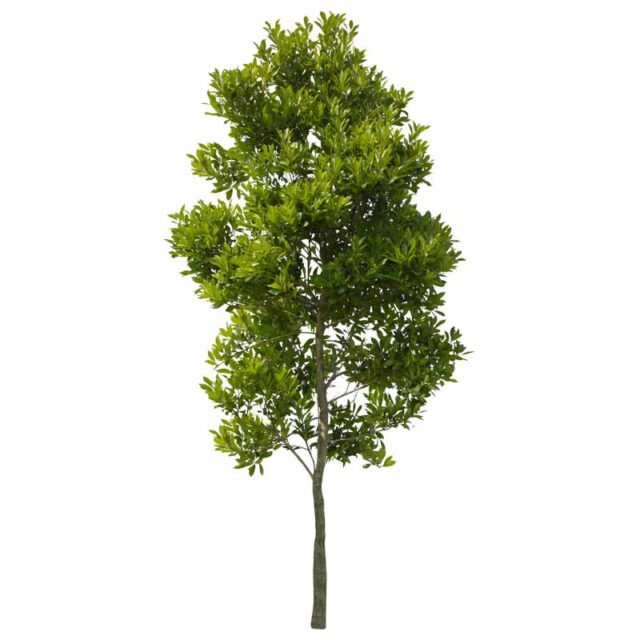 T1_057 – sozaiya.com