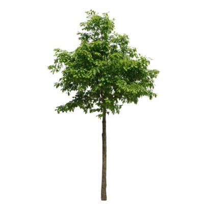 T1_023 – sozaiya.com