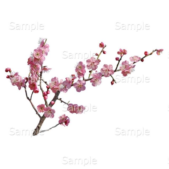 桜素材 – sozaiya.com