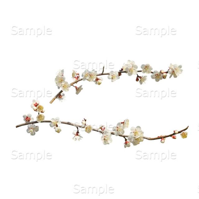 桜素材 – sozaiya.com