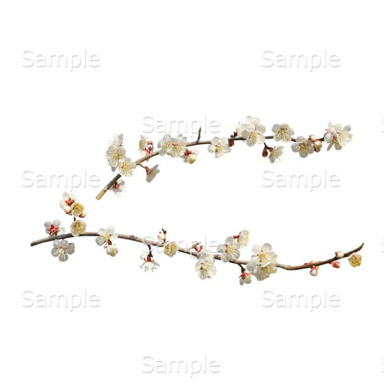 桜素材 – sozaiya.com